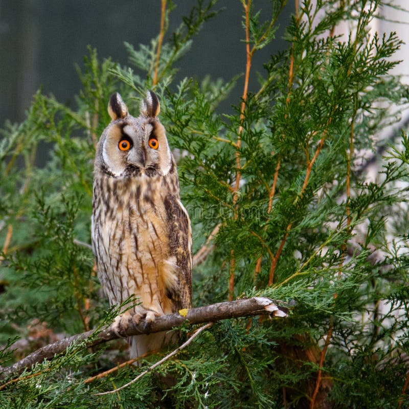 Long-eared owl Asio otus stock photo. Image of eared - 103257700