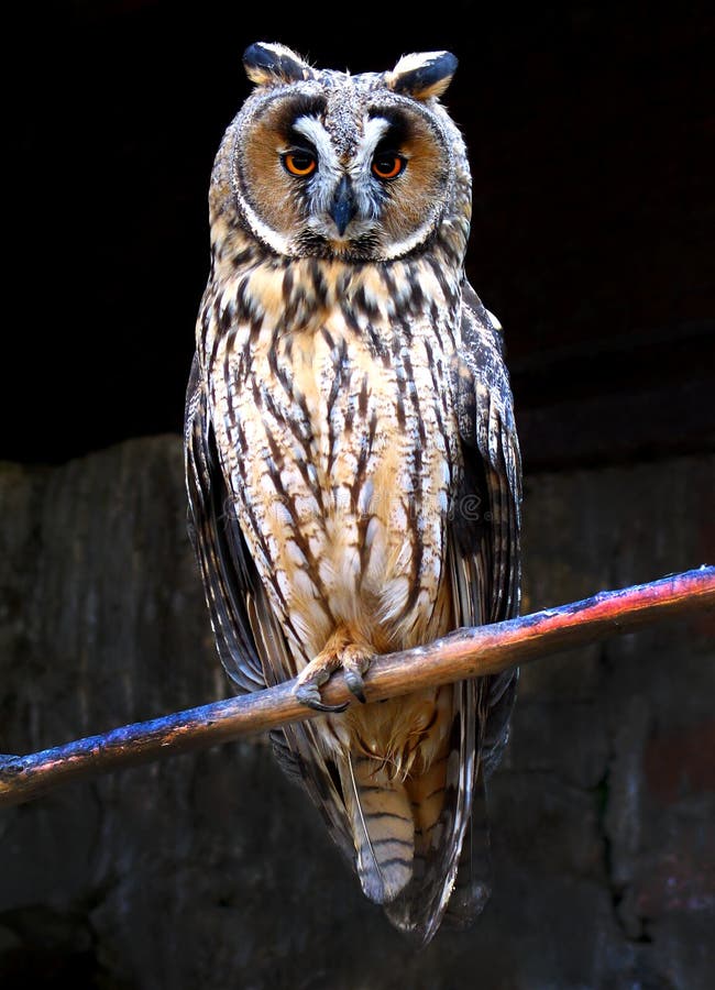Long-eared owl (Asio otus) stock photo. Image of asio - 267217810
