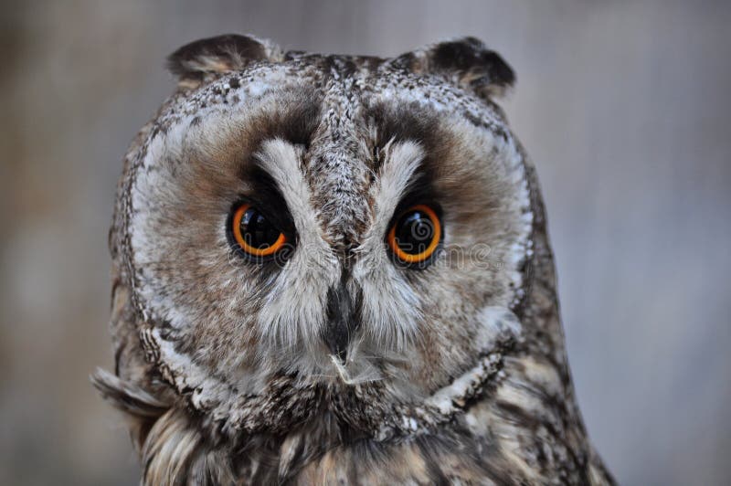 Long-eared owl (Asio otus) stock image. Image of hunter - 274513225
