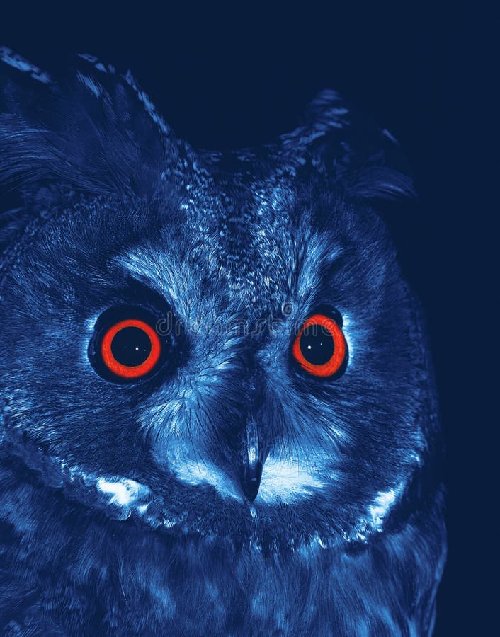 Infrared Owl Stock Photos - Free & Royalty-Free Stock Photos from ...