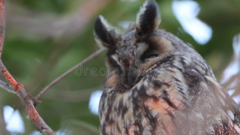 Long-eared Owl (Asio Otus) in Japan Stock Footage - Video of otus ...