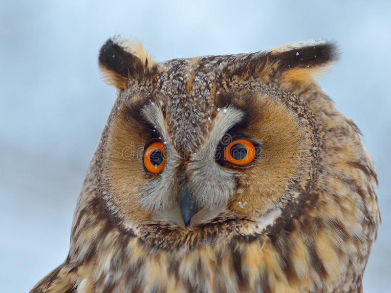 Long-eared Owl (Asio Otus) stock image. Image of white - 34609461