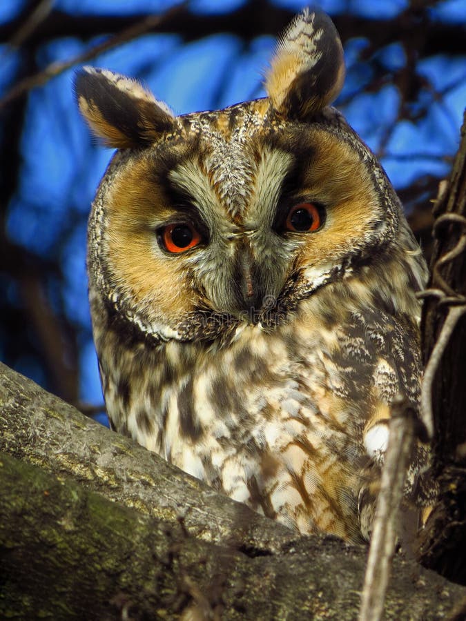 Long-eared Owls (Asio Otus) Stock Image - Image of asio, bird: 15228753