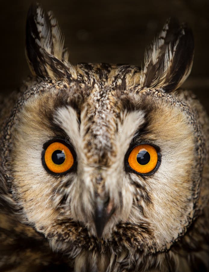 Long-eared owl Asio otus stock image. Image of nature - 95513033