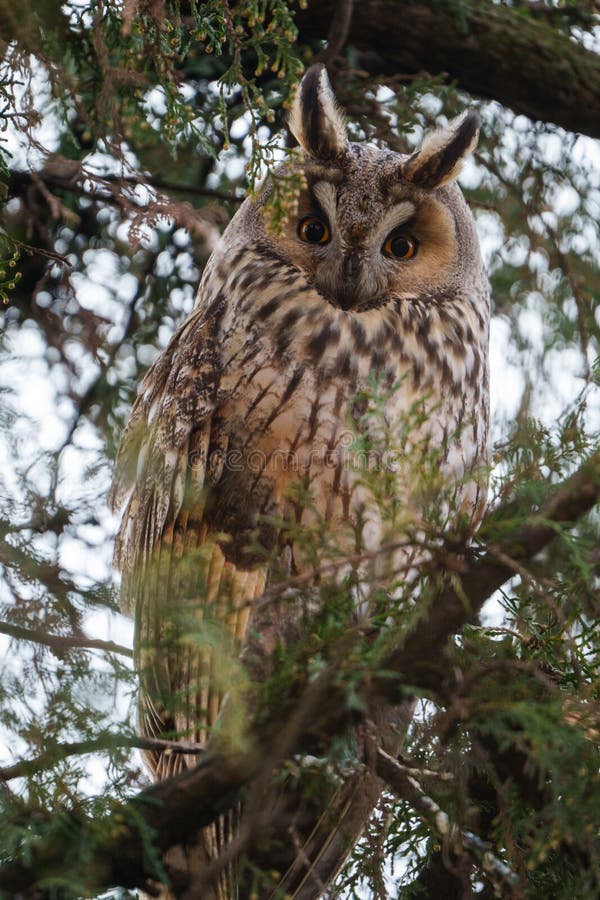 Long-eared owl - Asio Otus stock image. Image of otus - 269257941