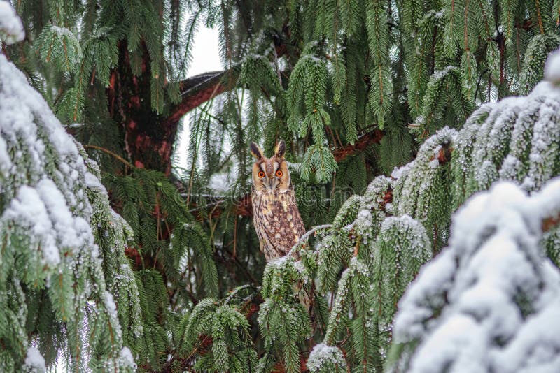 Long-eared Owl Asio Otus Siting in Snowy Fir Tree, in Cold Winter Day ...