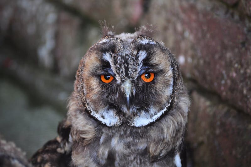 Long-eared owl (Asio otus) stock image. Image of predator - 274804491