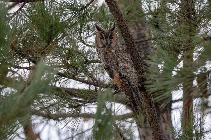 Long-eared Owl Bird on the Tree Stock Photo - Image of wild, plant ...