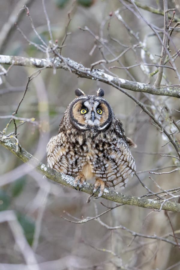 Long eared owl stock image. Image of raptor, birds, columbia - 272916739