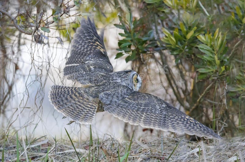 Long eared owl stock photo. Image of long, nature, animal - 272916790