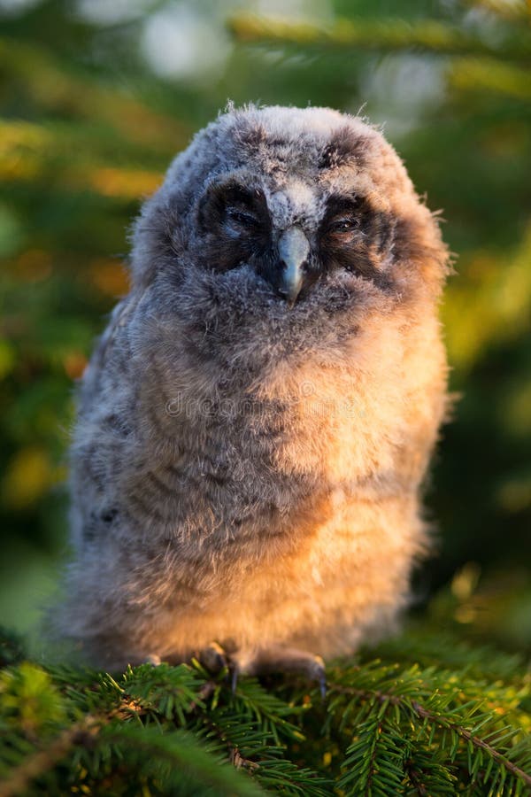 Long-eared owl chick stock photo. Image of cute, bird - 41745128