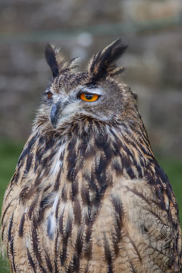 Fat Owl Stock Photos - Free & Royalty-Free Stock Photos from Dreamstime