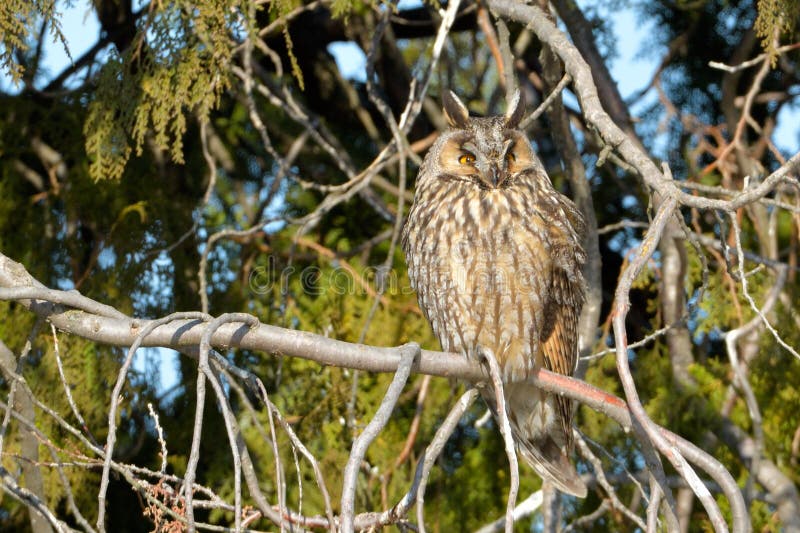 Long Eared Owl on fir tree stock photo. Image of birdwatching - 109745656
