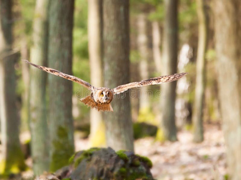 Strix Otus Fly through Forest - Long-eared Owl Stock Photo - Image of ...