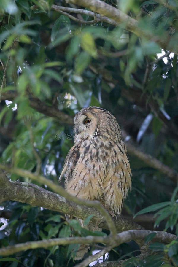 Long-eared Owl in Japan stock image. Image of branch - 281612235