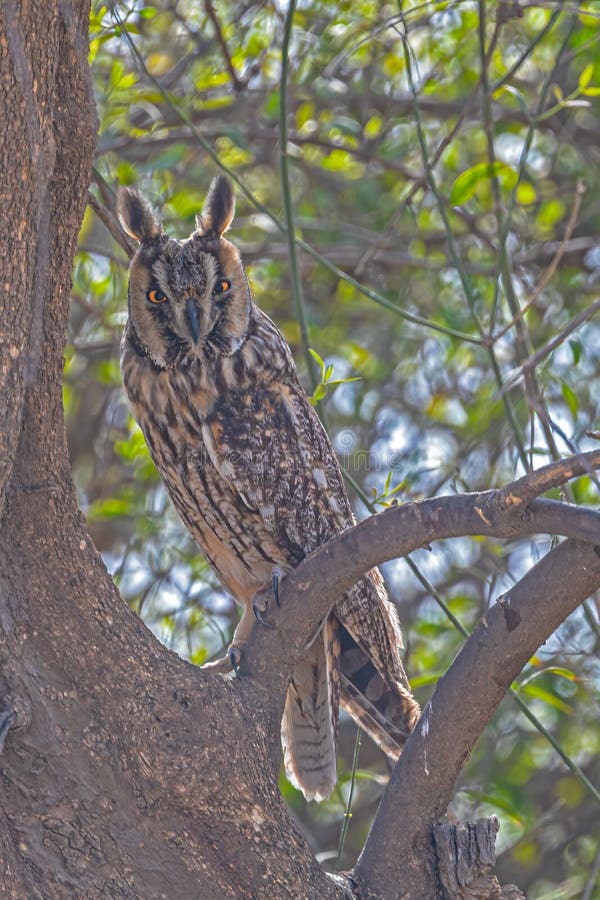 A Long eared owl stock image. Image of perch, feather - 286894155