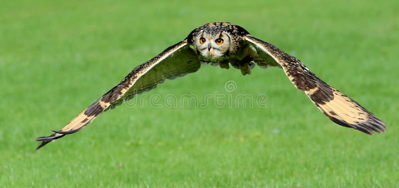 255 Flying Long Eared Owl Stock Photos - Free & Royalty-Free Stock ...