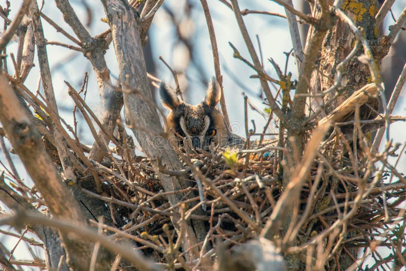 Nesting Instinct during Pregnancy. Nesting Syndrome in Pregnant Wom ...