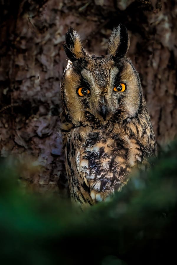 Long-eared Owl with Orange Eyes Looking at Camera Stock Image - Image ...