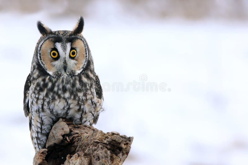 Long-eared owl - Asio otus stock photo. Image of europe - 108566330