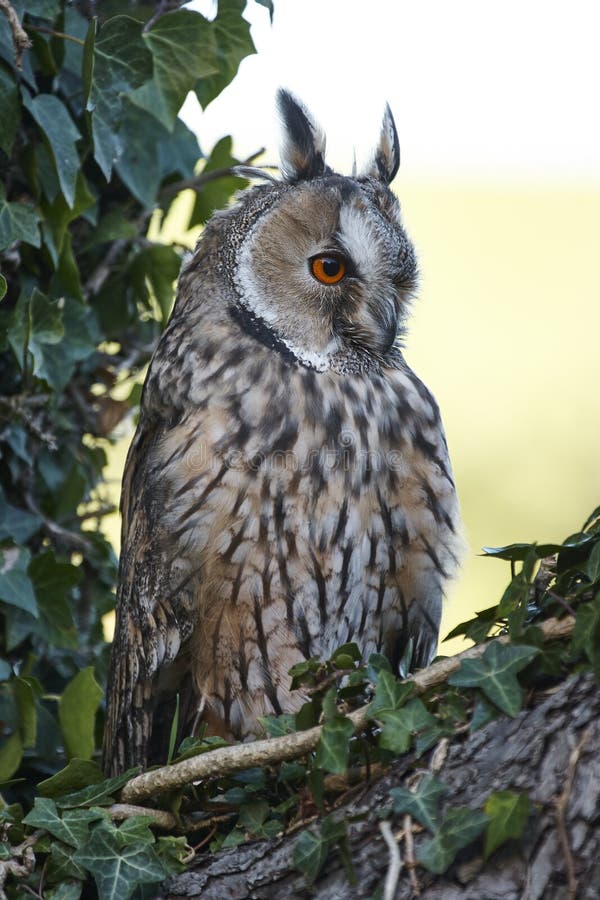 Long eared Owl stock image. Image of brown, eared, cute - 105532079