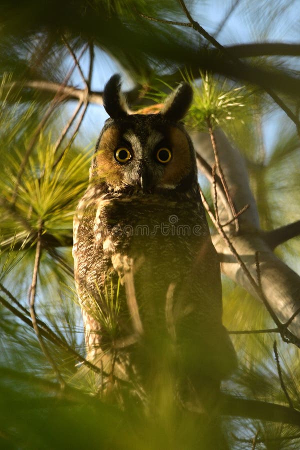 Long-eared Owl Perched in a Pine Tree Stock Image - Image of birding ...