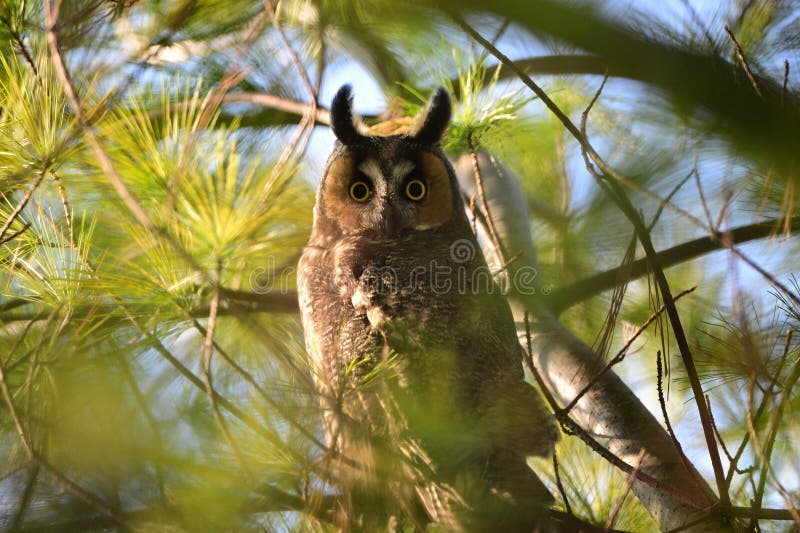 Long-eared Owl Perched in a Pine Tree Stock Image - Image of captive ...