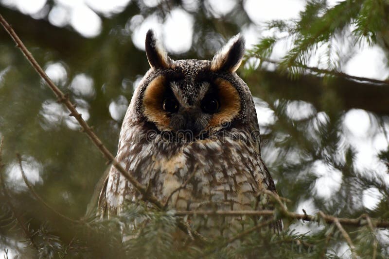 Long-eared Owl Perched in a Tree Stock Image - Image of feather ...
