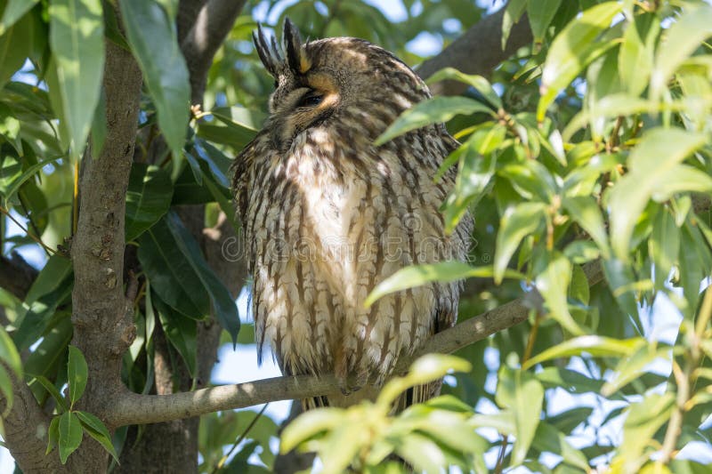 Long-eared Owl Perching in the Shade of a Tree Stock Photo - Image of ...