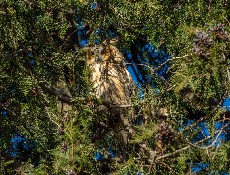 Long-eared Owl on Pine Tree Stock Photo - Image of stare, wise: 267851328