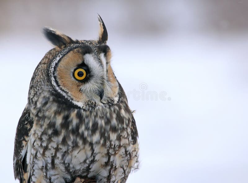 Snowy Owl Profile stock photo. Image of focus, flight - 54479184