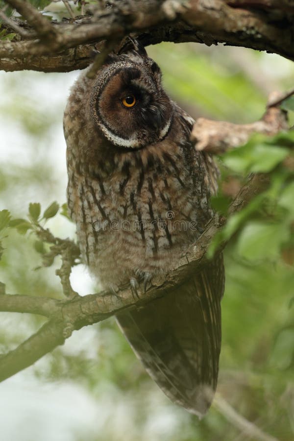 Long Eared Owl in Profile View Stock Image - Image of long, wildlife ...