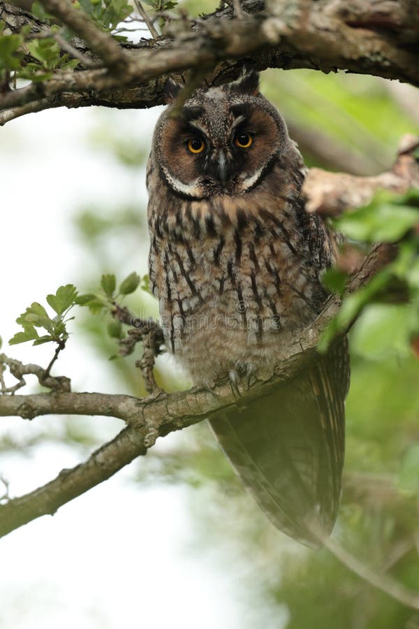 Long Eared Owl in Profile View Stock Photo - Image of view, eared ...