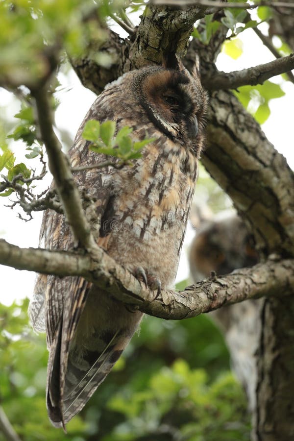 Long Eared Owl in Profile View Stock Image - Image of long, birds ...