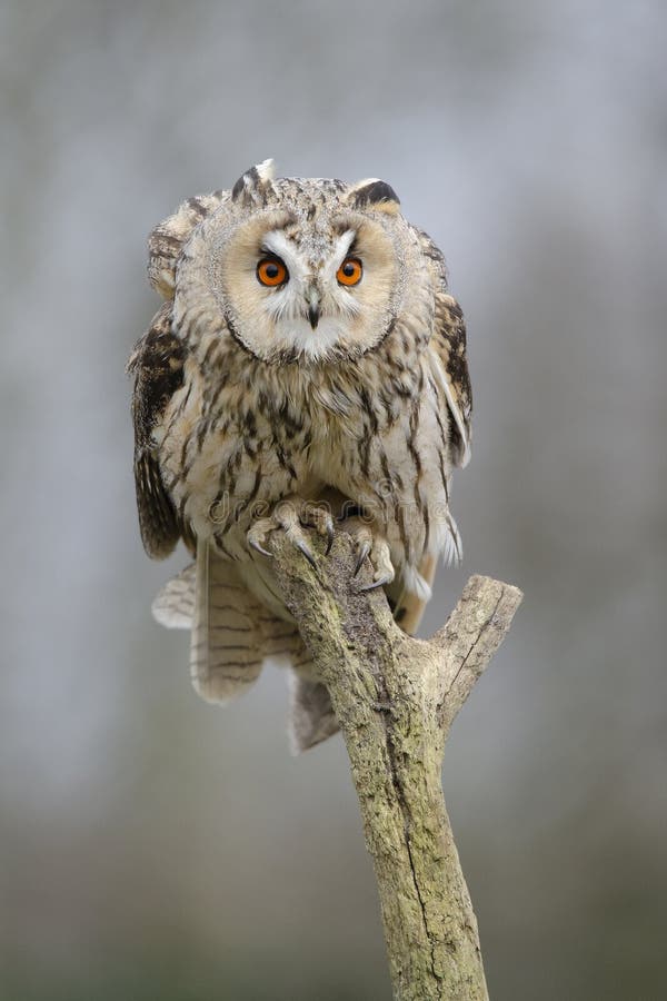 Long-eared Owl Resting Looking at the Camera Sitting Outdoors on a ...