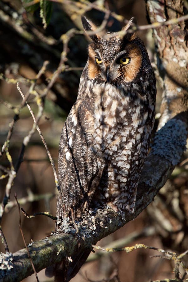 Long Eared Owl stock photo. Image of perch, resting, bird - 40123766
