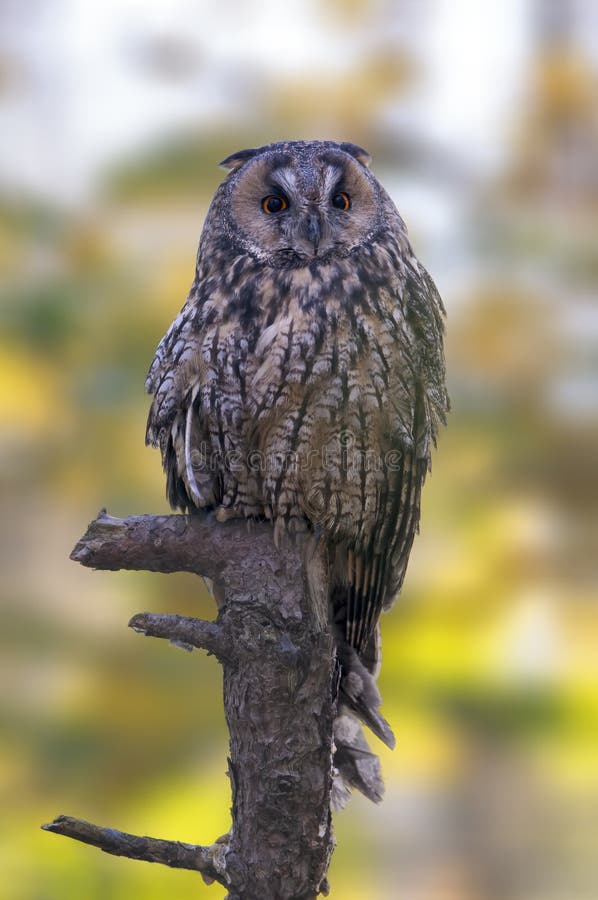 A Long-eared Owl Sits on an Old Tree Trunk Stock Photo - Image of eagle ...