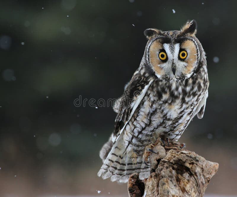 Long Eared Owl Closeup Portrait in Green Meadow Stock Photo - Image of ...