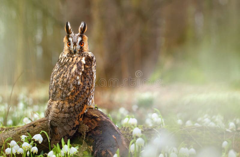 Long eared owl in spring stock photo. Image of asio, spring - 68520846