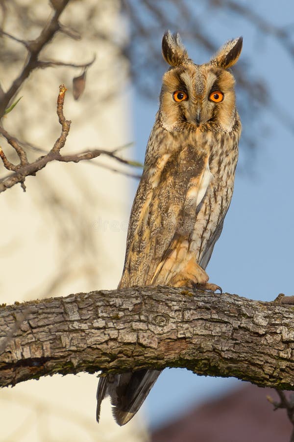 Long-eared Owl in a Tree (Asio Otus) Stock Image - Image of wildlife ...
