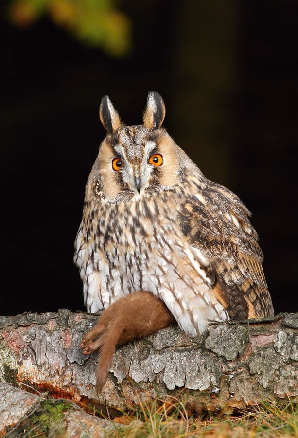 Long eared owl with weasel stock photo. Image of catch - 62230056