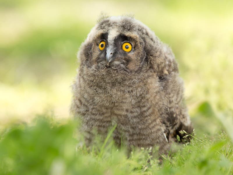 Pug yawn stock image. Image of beige, black, yawn, tongue - 8548681