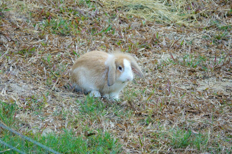 Long eared rabbit stock image. Image of mammals, long - 317042713