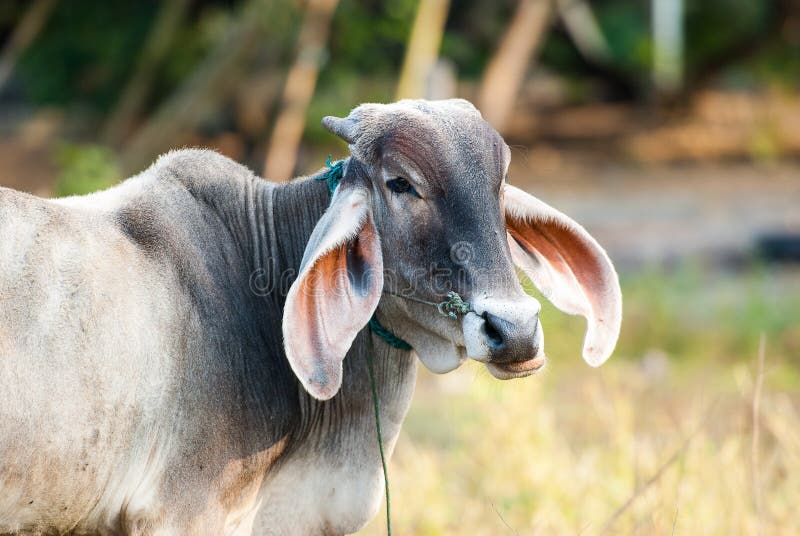 The Long Ears Cattle on Field Stock Image - Image of peaceful, milk ...