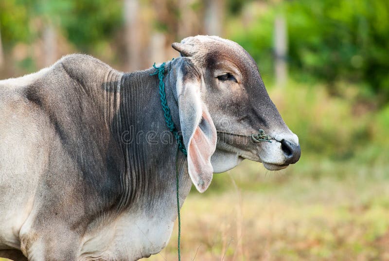 Cow Long Ears Stock Photos - Download 281 Royalty Free Photos