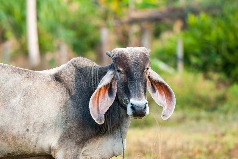 The Long Ears Cattle on Field Stock Photo - Image of horizon, meadow ...