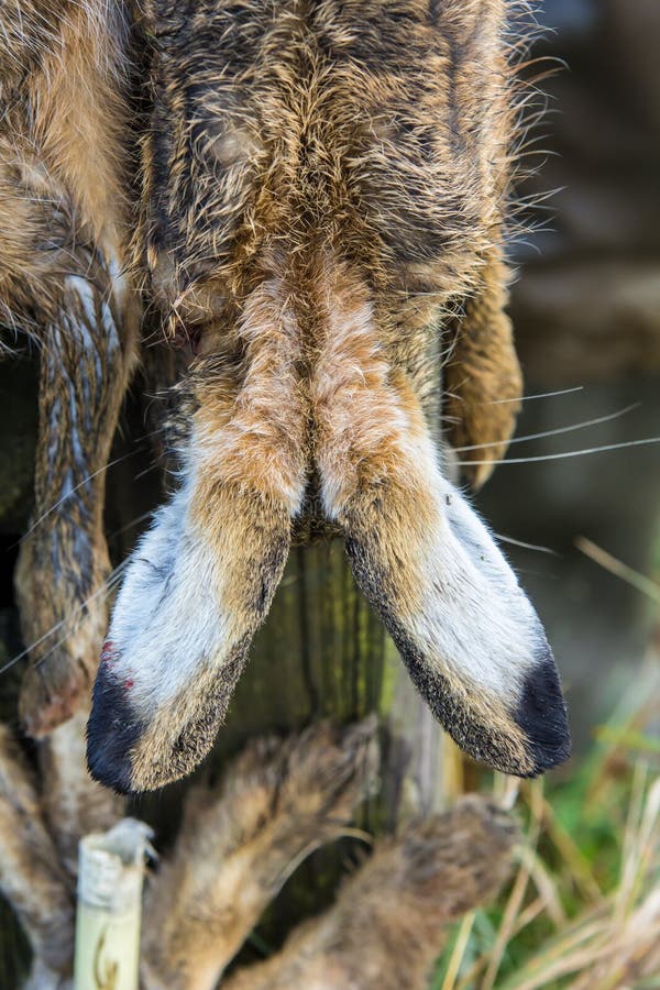 Long Ears of a European Brown Hare Stock Photo - Image of chile ...