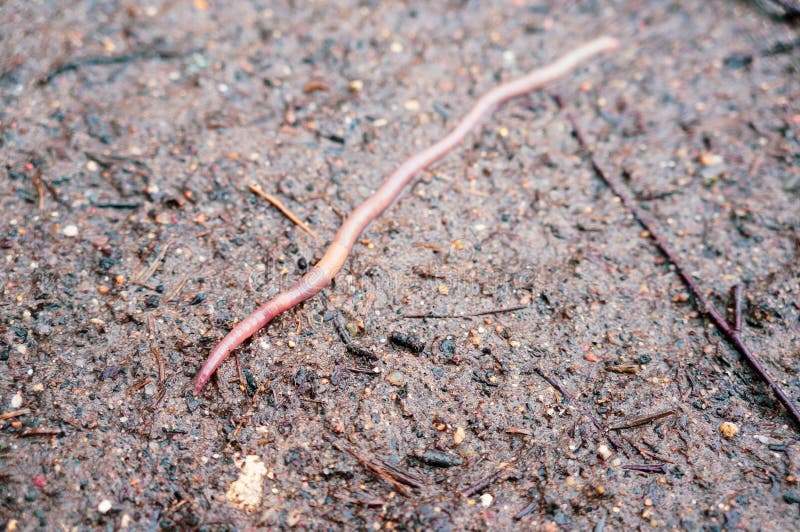 Earthworm stock photo. Image of wildlife, animal, nature - 175224958