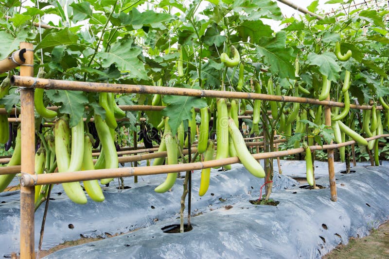 Eggplant Agriculture at Farm. Eggplant Cultivation at Cultivated Area ...