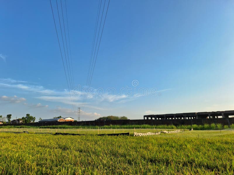A Long Electric Cable Runs Straight Across the Rice Fields Stock Image ...